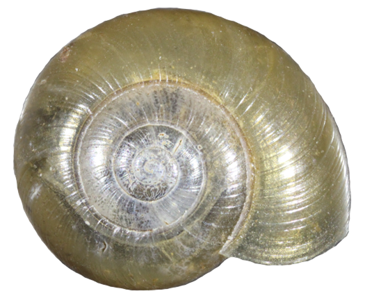 Mollusks : Carnegie Museum of Natural History