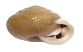 Mollusks : Carnegie Museum of Natural History