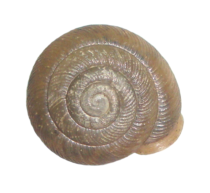 Mollusks : Carnegie Museum of Natural History