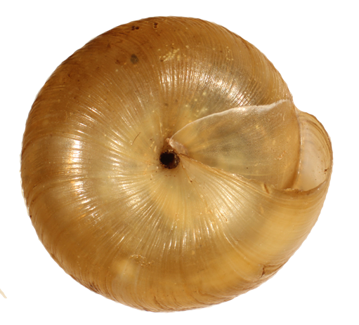 Mollusks : Carnegie Museum of Natural History