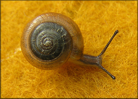 Mollusks : Carnegie Museum of Natural History