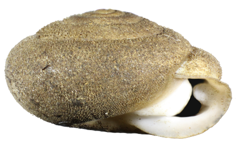 Mollusks : Carnegie Museum of Natural History