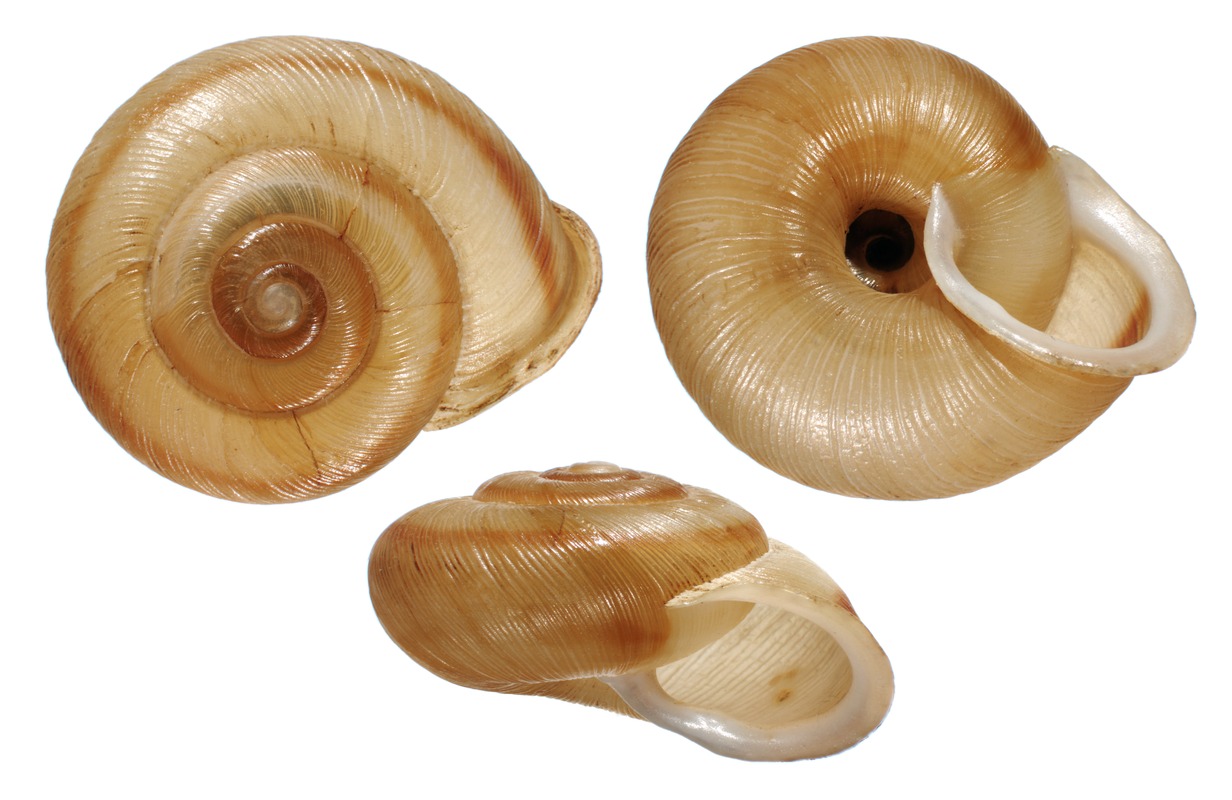 Mollusks : Carnegie Museum of Natural History