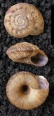 Mollusks : Carnegie Museum of Natural History
