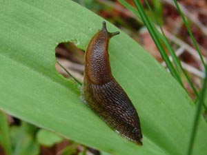 Mollusks : Carnegie Museum of Natural History