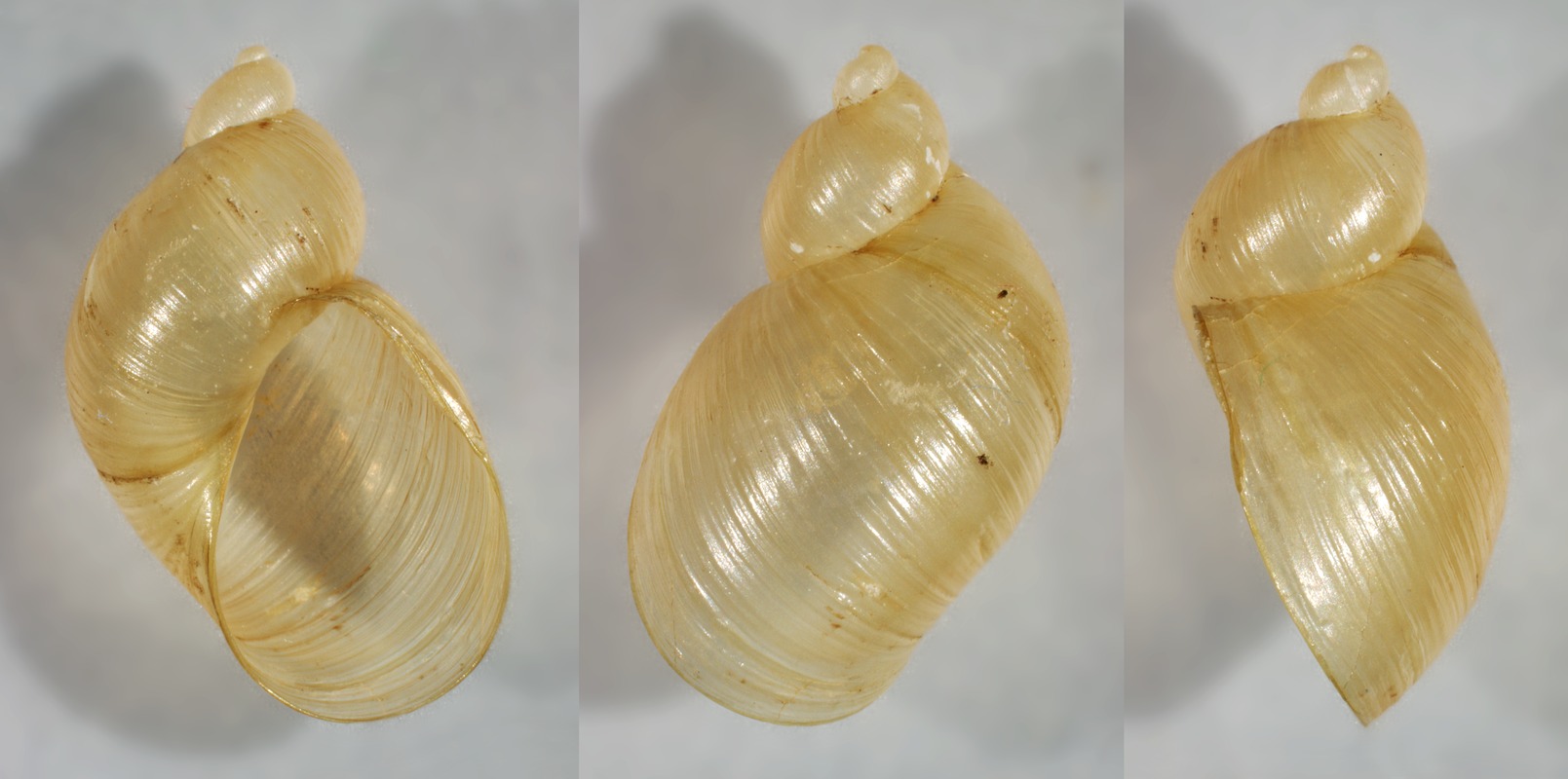 Mollusks : Carnegie Museum of Natural History