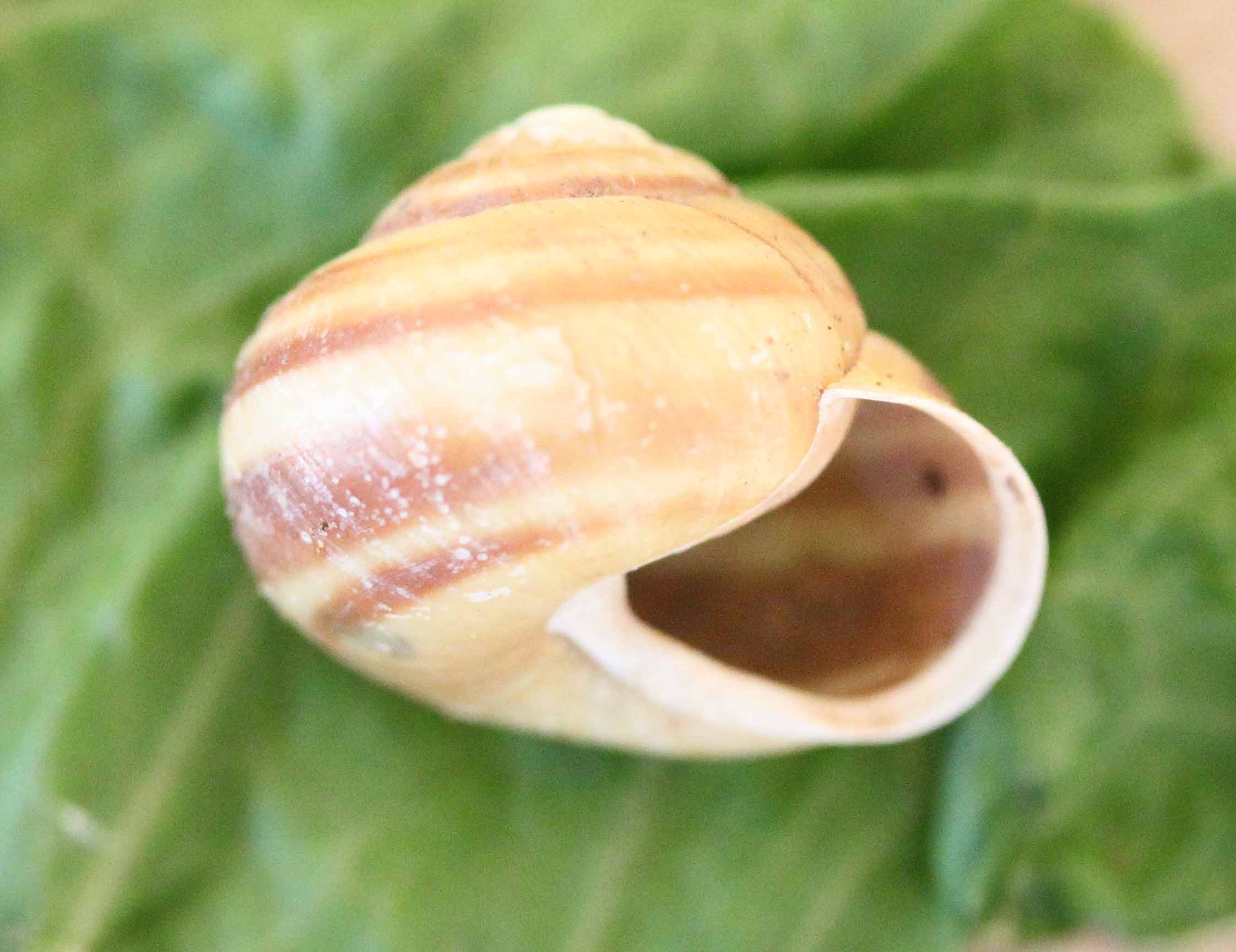 Mollusks : Carnegie Museum of Natural History