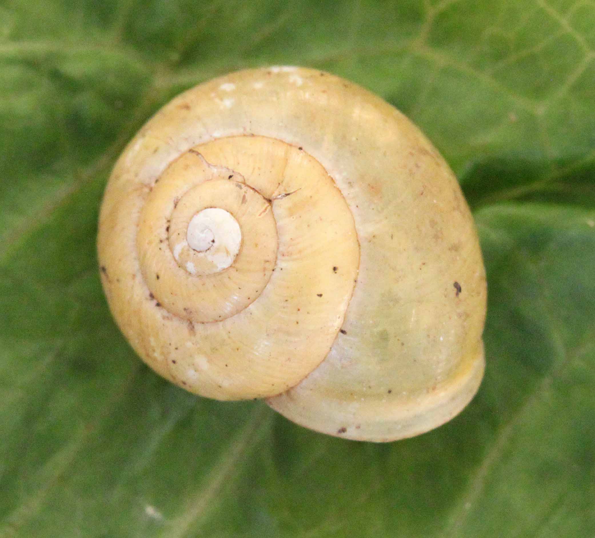 Mollusks : Carnegie Museum of Natural History