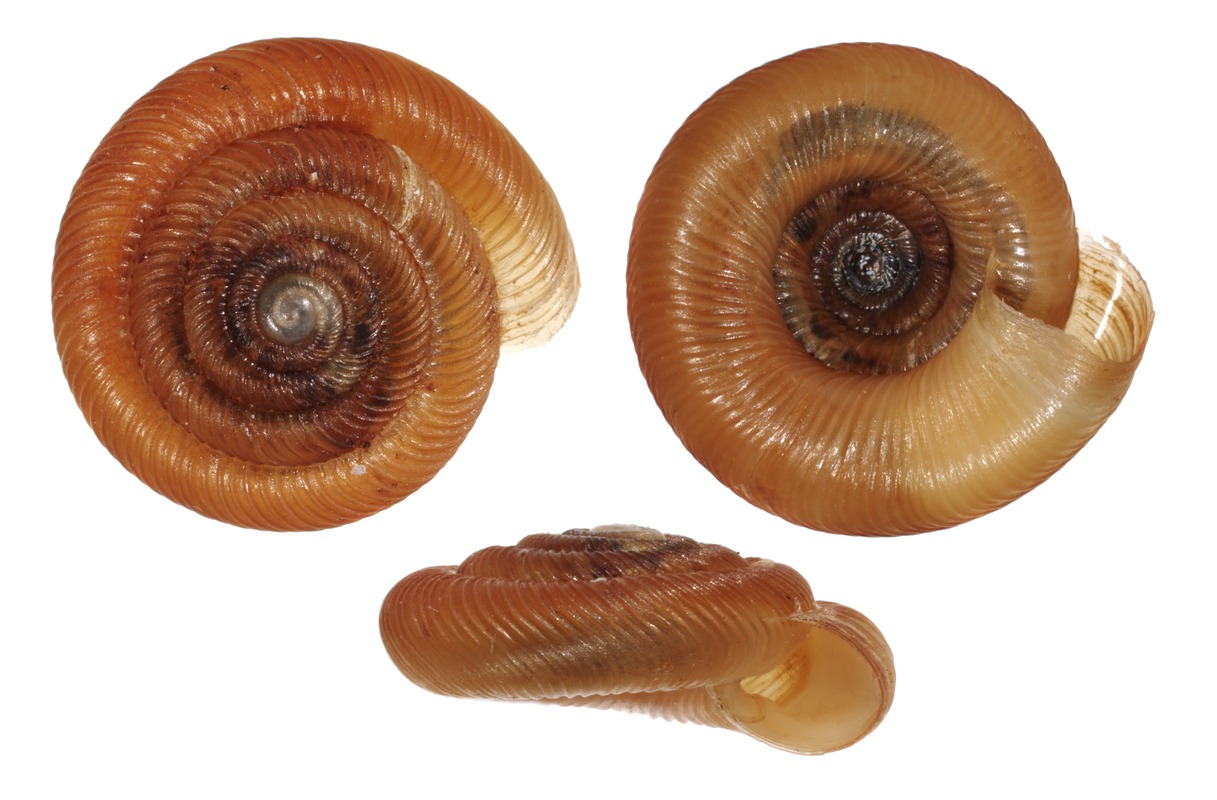 Mollusks : Carnegie Museum of Natural History