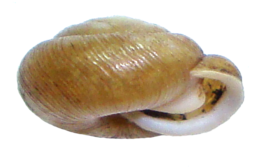 Mollusks : Carnegie Museum of Natural History