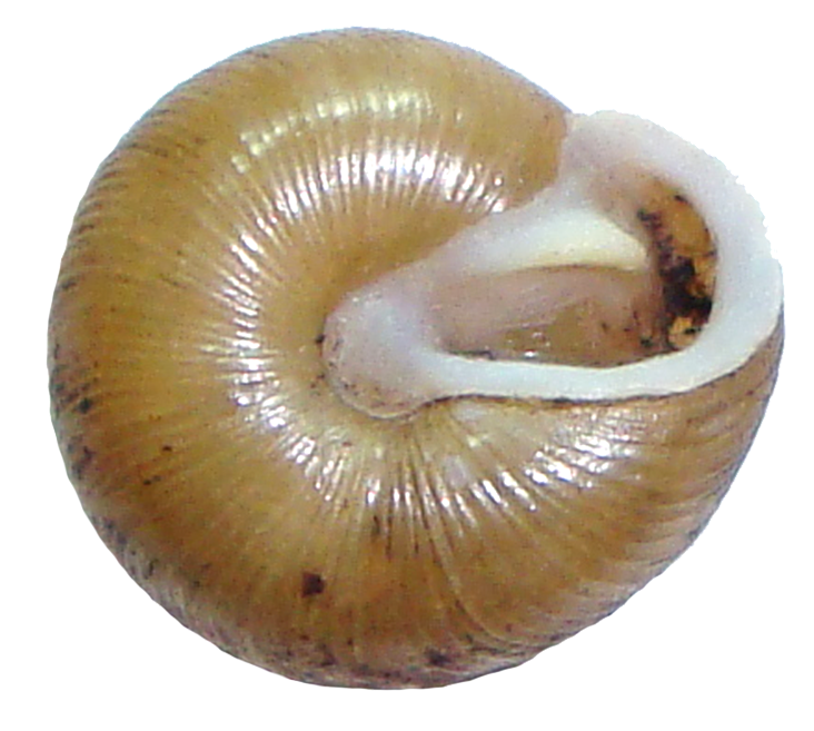 Mollusks : Carnegie Museum of Natural History