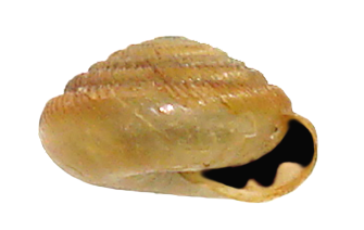 Mollusks : Carnegie Museum of Natural History