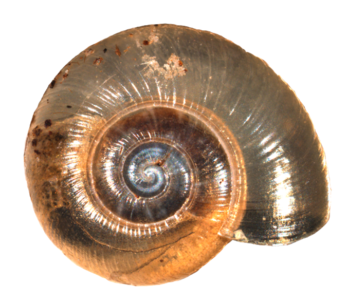 Mollusks : Carnegie Museum of Natural History