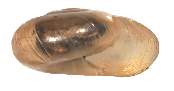 Mollusks : Carnegie Museum of Natural History