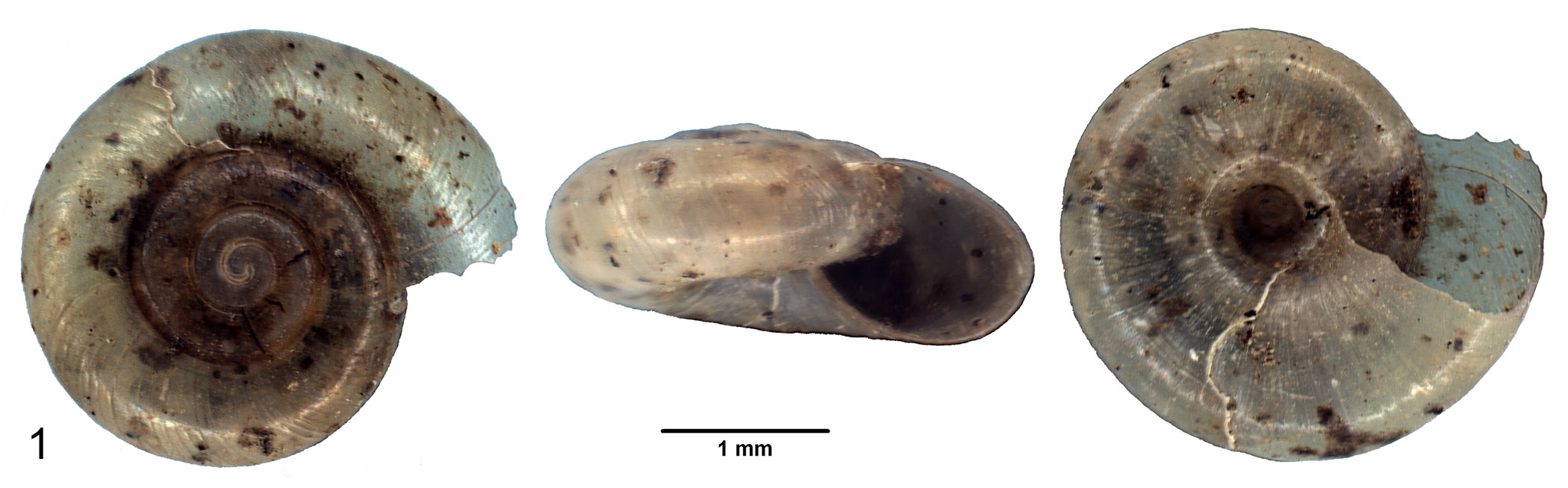 Mollusks : Carnegie Museum of Natural History