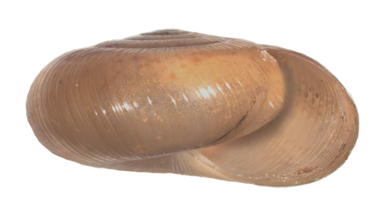 Mollusks : Carnegie Museum of Natural History