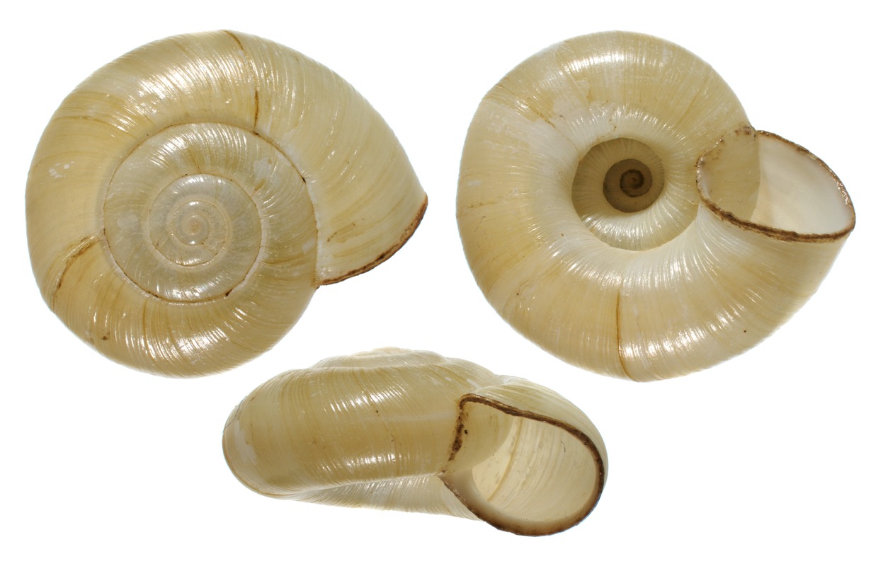 Mollusks : Carnegie Museum of Natural History