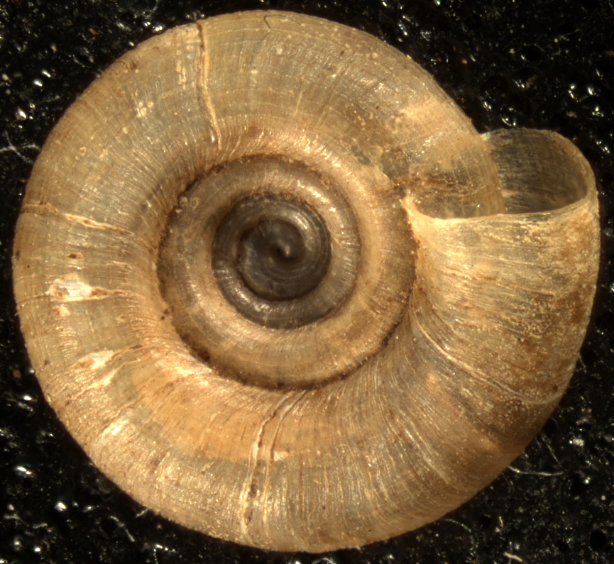 Mollusks : Carnegie Museum of Natural History