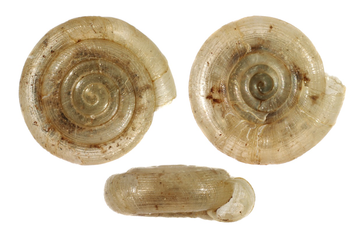 Mollusks : Carnegie Museum of Natural History