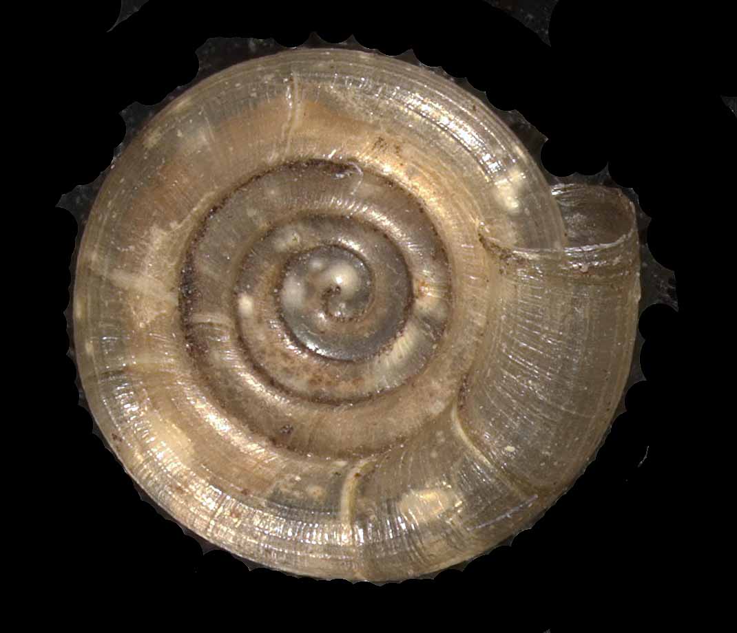 Mollusks : Carnegie Museum of Natural History