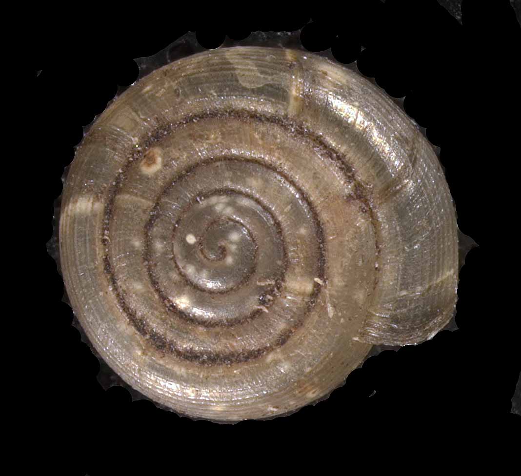 Mollusks : Carnegie Museum of Natural History