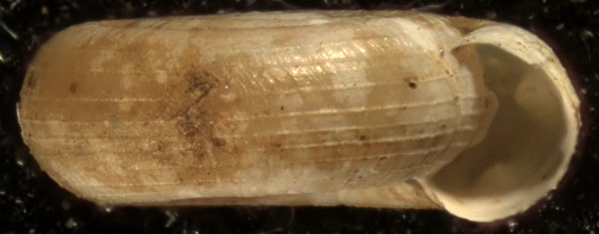 Mollusks : Carnegie Museum of Natural History