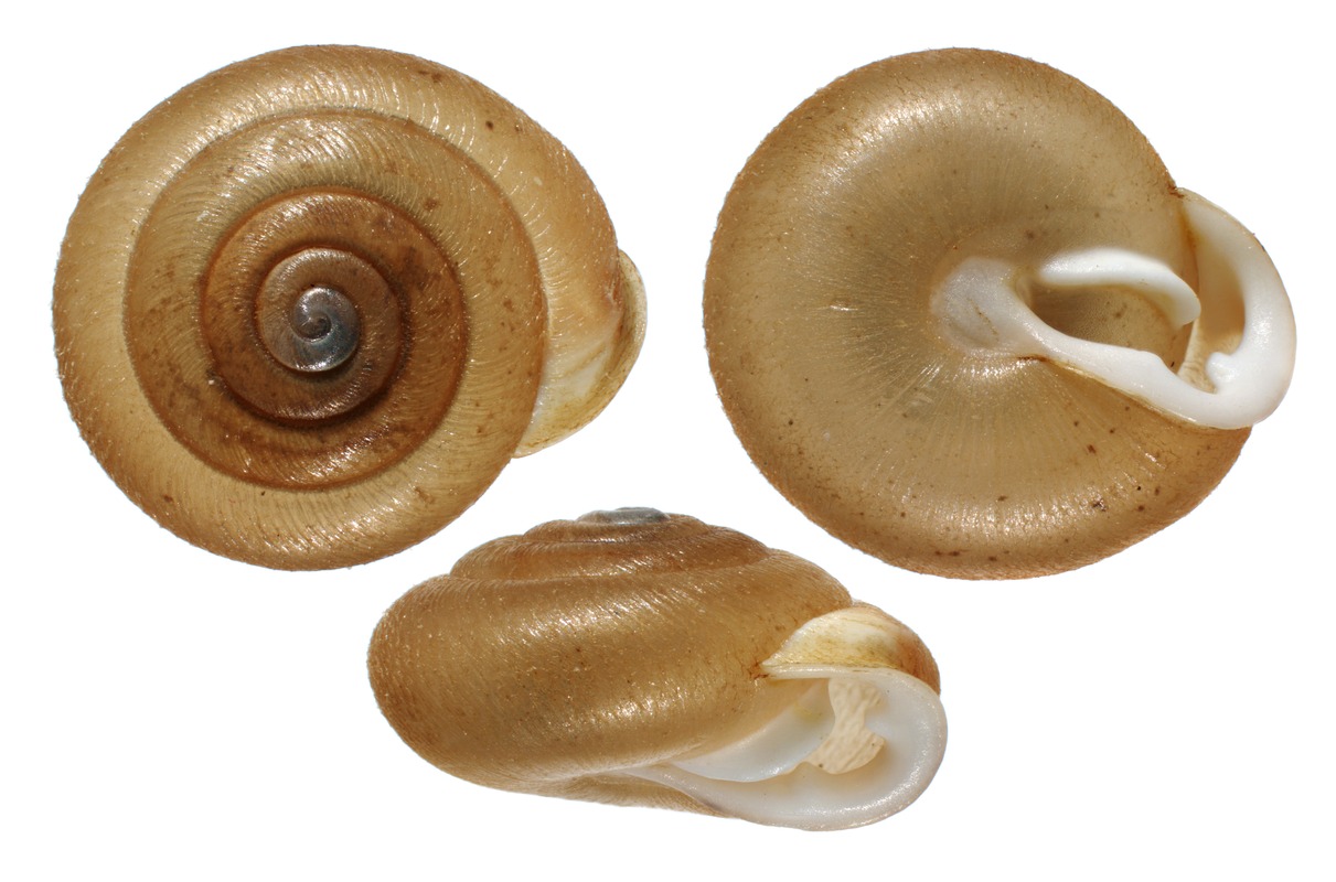 Mollusks : Carnegie Museum of Natural History