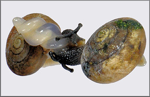 Mollusks : Carnegie Museum of Natural History