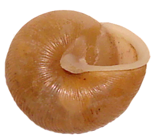 Mollusks : Carnegie Museum of Natural History