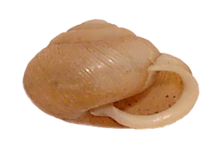 Mollusks : Carnegie Museum of Natural History