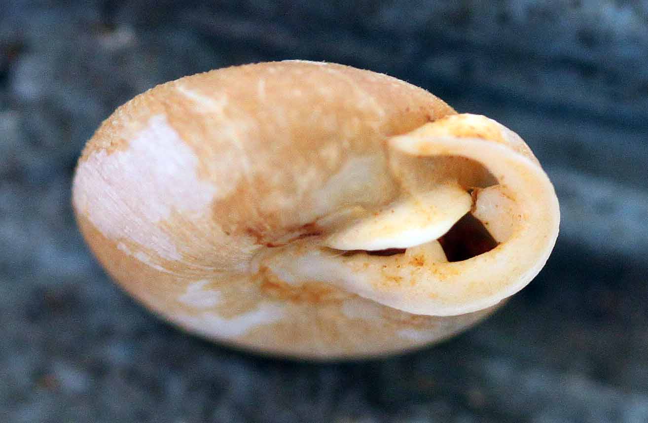 Mollusks : Carnegie Museum of Natural History