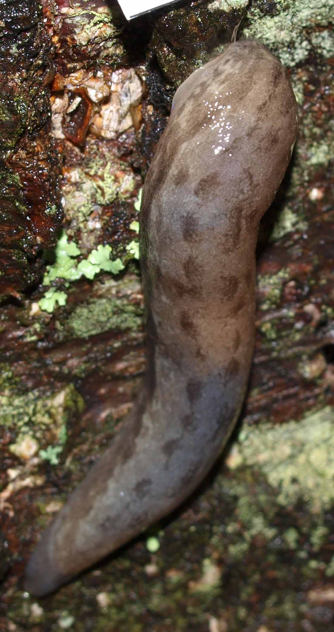 Mollusks : Carnegie Museum of Natural History