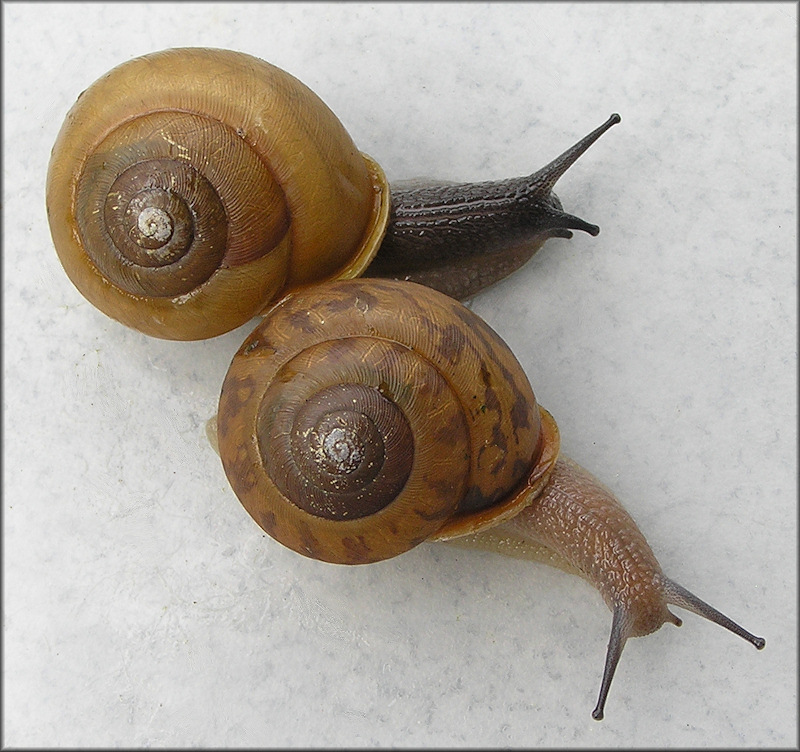 Mollusks : Carnegie Museum of Natural History