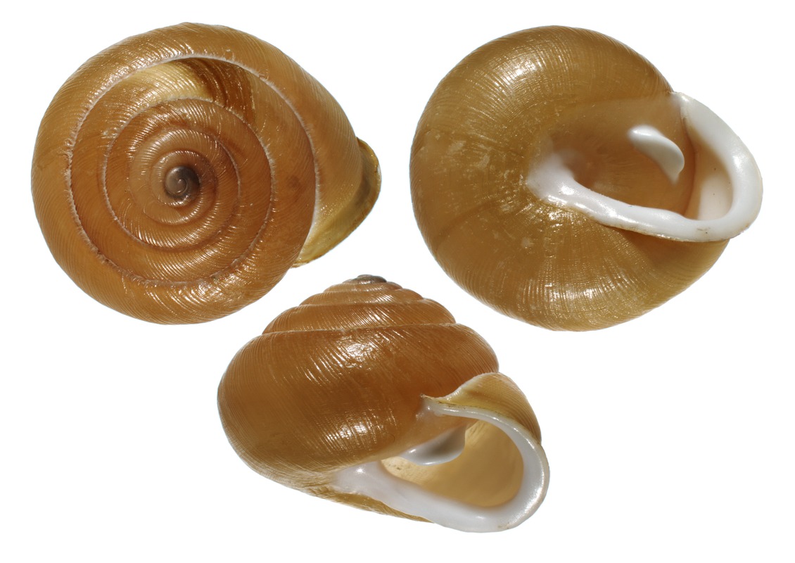 Mollusks : Carnegie Museum of Natural History