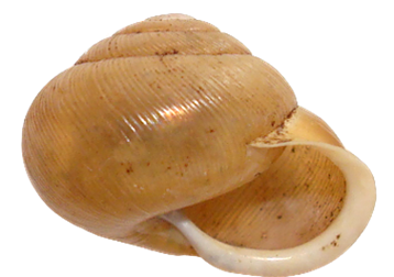 Mollusks : Carnegie Museum of Natural History