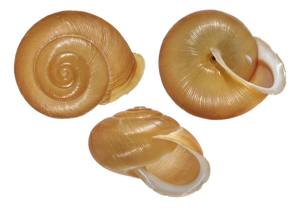 Mollusks : Carnegie Museum of Natural History