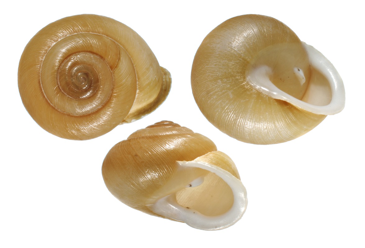 Mollusks : Carnegie Museum of Natural History