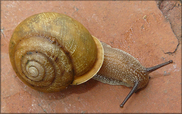 Mollusks : Carnegie Museum of Natural History