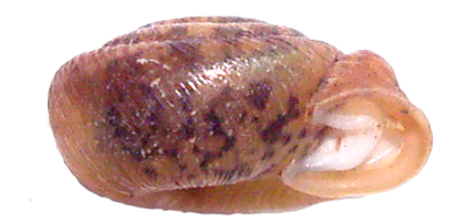 Mollusks : Carnegie Museum of Natural History