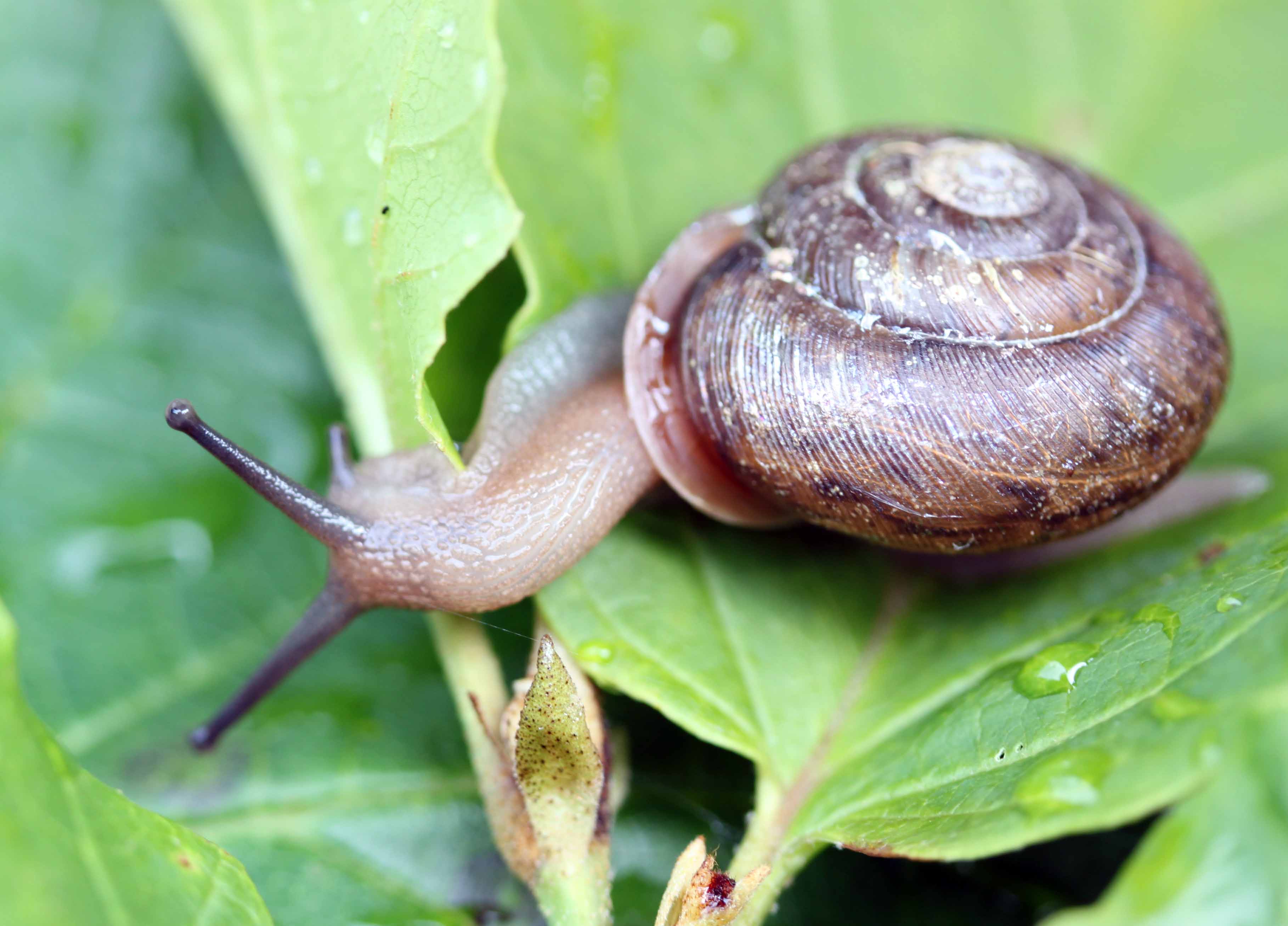 Mollusks : Carnegie Museum of Natural History