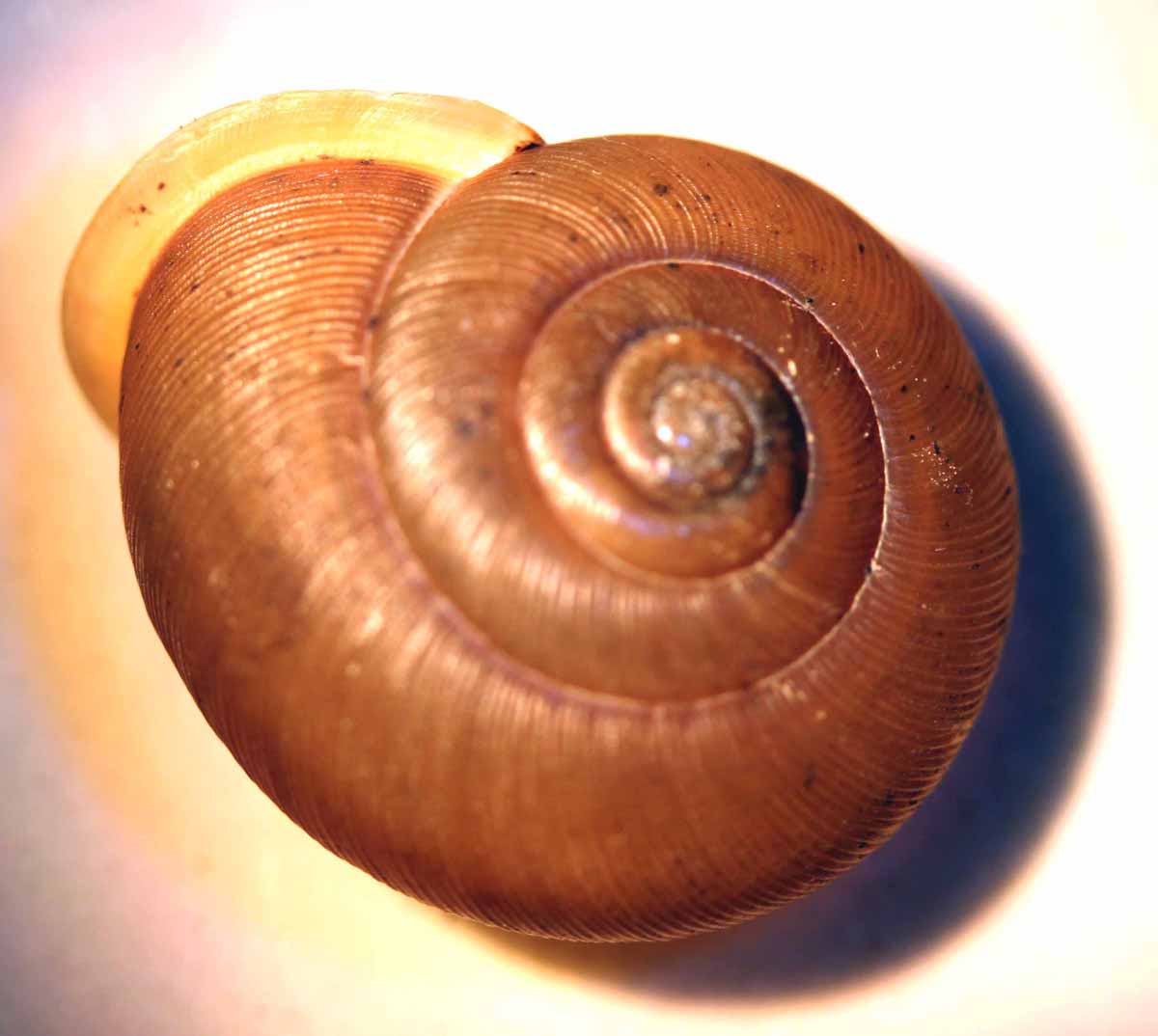 Mollusks : Carnegie Museum of Natural History