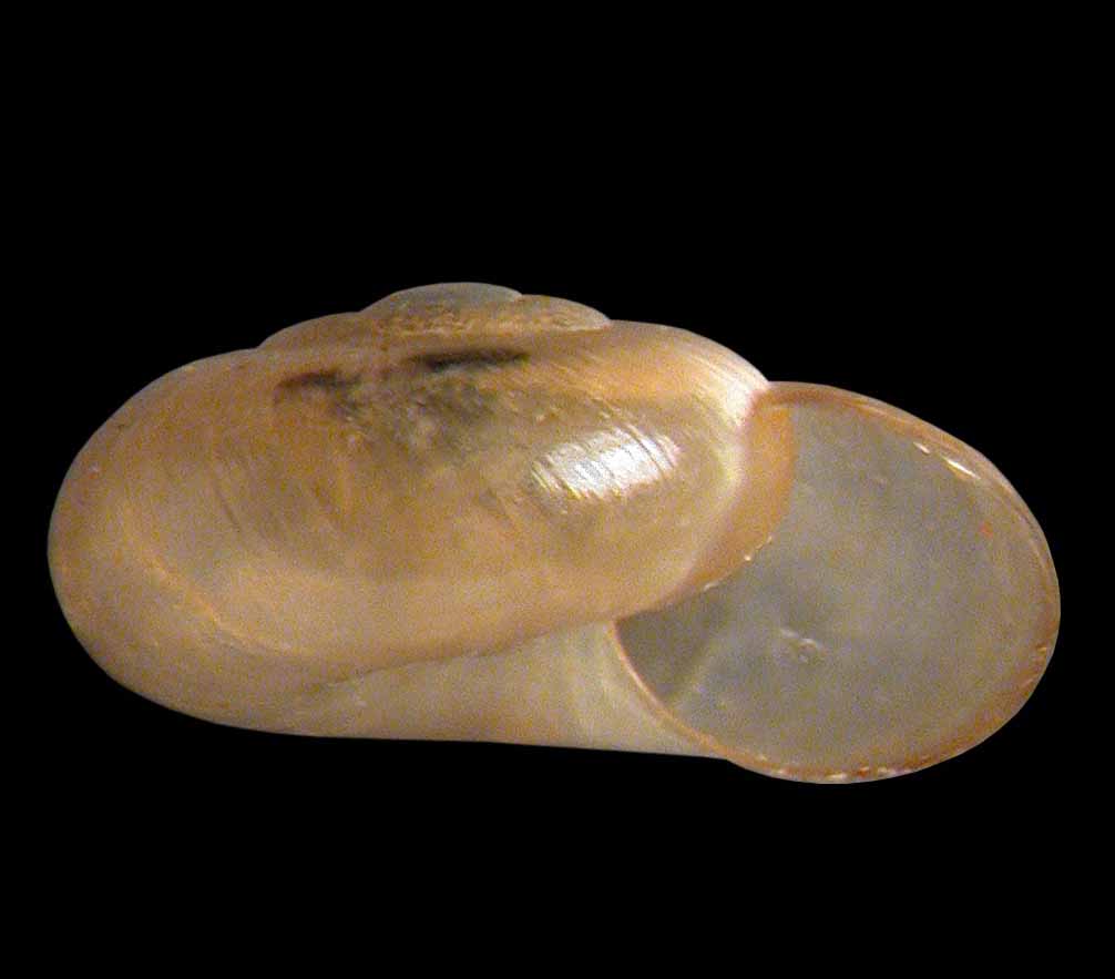 Mollusks : Carnegie Museum of Natural History