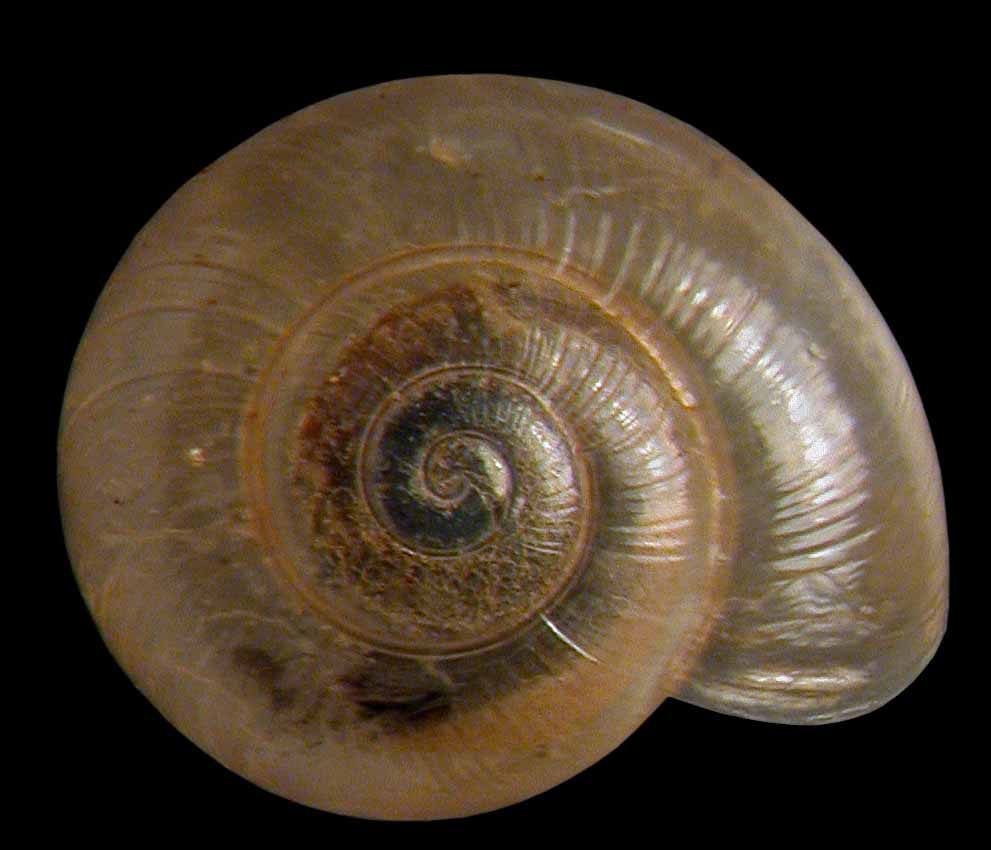 Mollusks : Carnegie Museum of Natural History