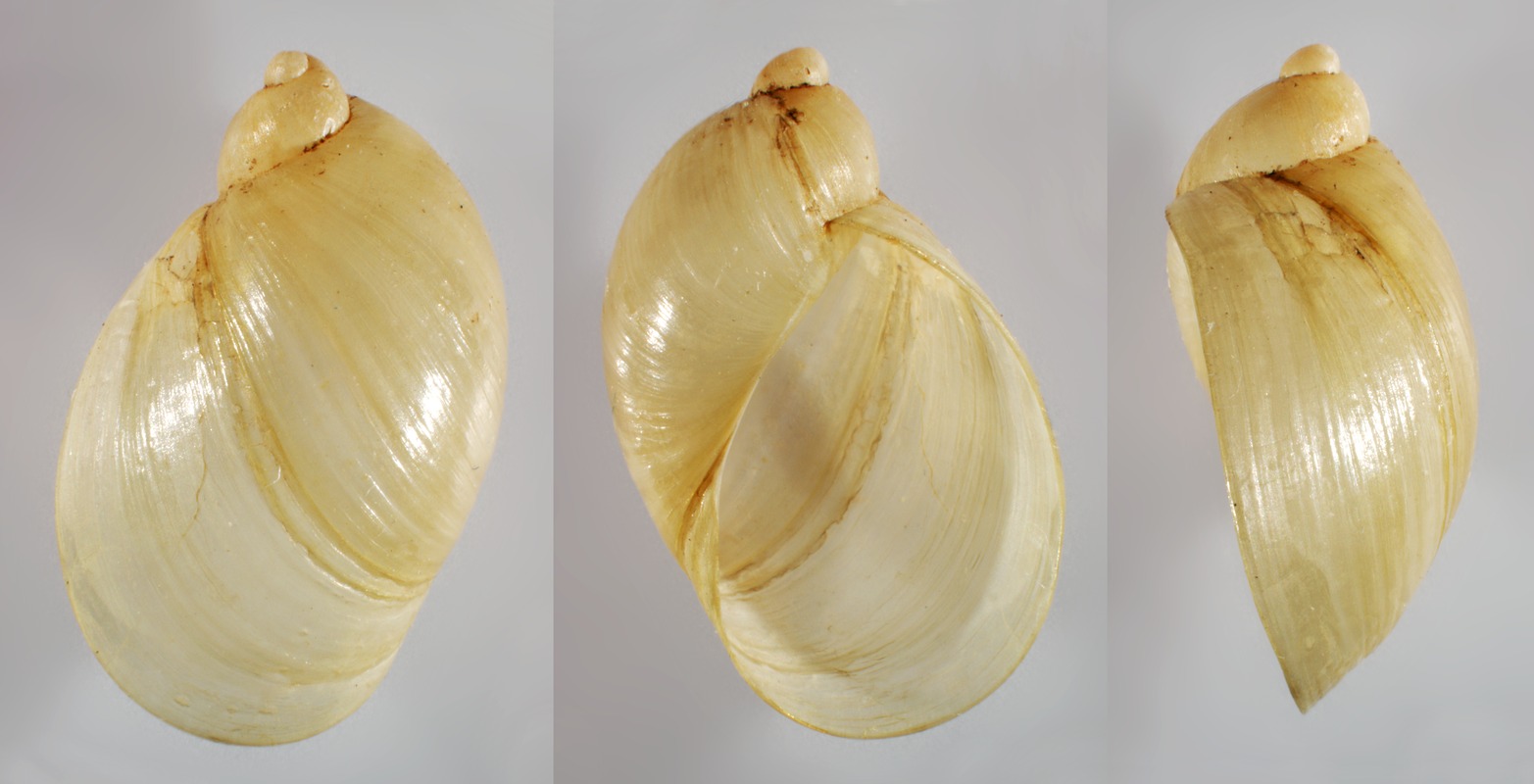 Mollusks : Carnegie Museum of Natural History