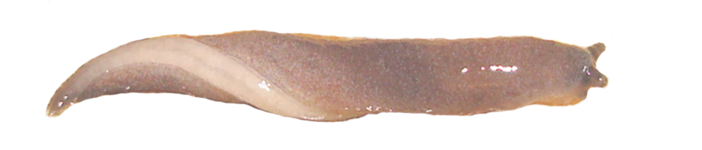 Mollusks : Carnegie Museum of Natural History