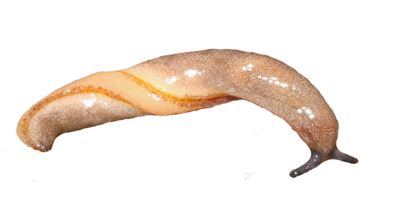 Mollusks : Carnegie Museum of Natural History