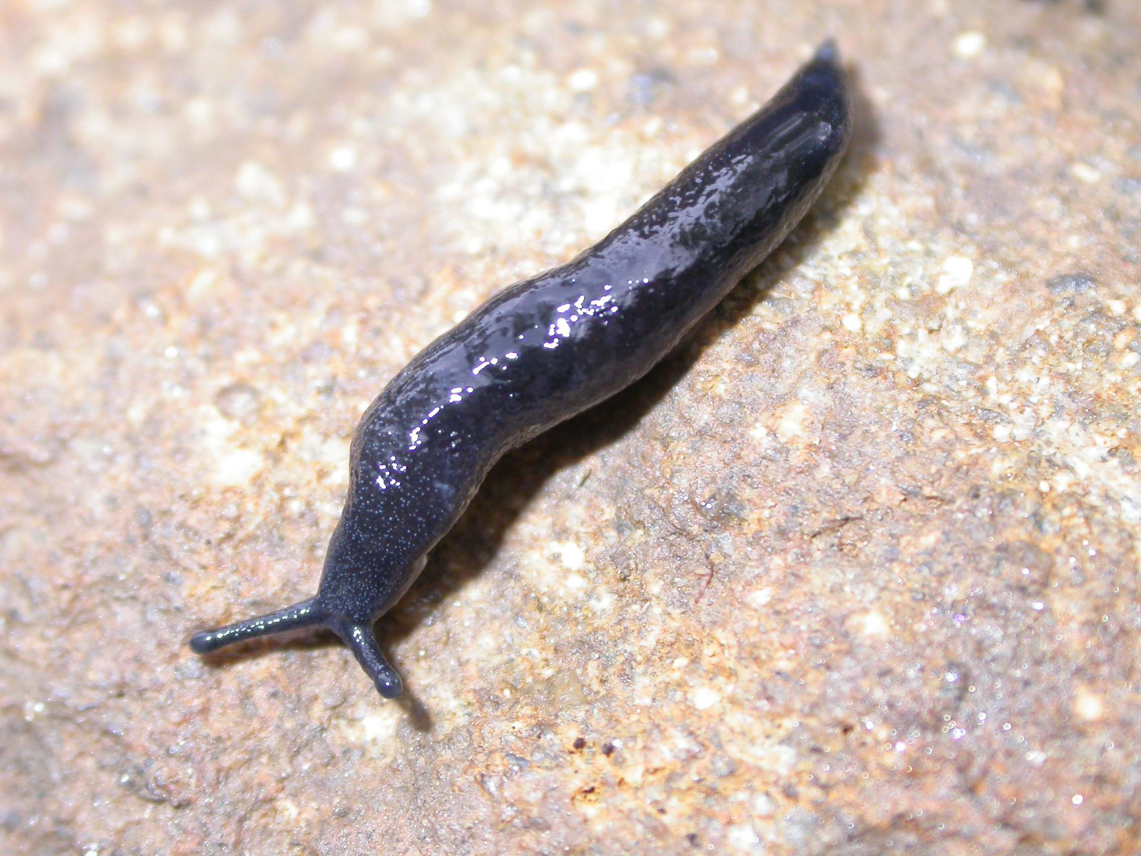 Mollusks : Carnegie Museum of Natural History