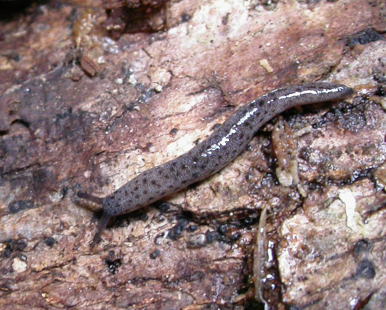 Mollusks : Carnegie Museum of Natural History