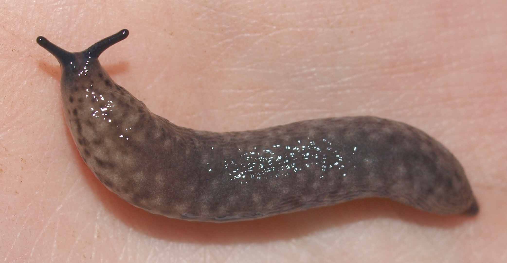 Mollusks : Carnegie Museum of Natural History