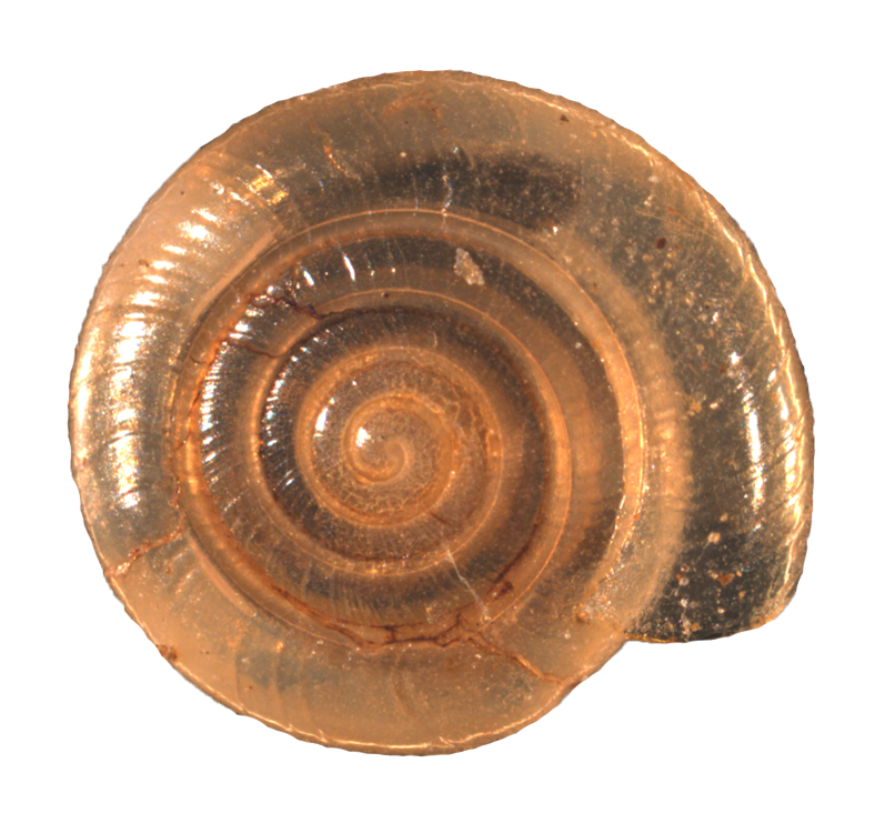 Mollusks : Carnegie Museum of Natural History